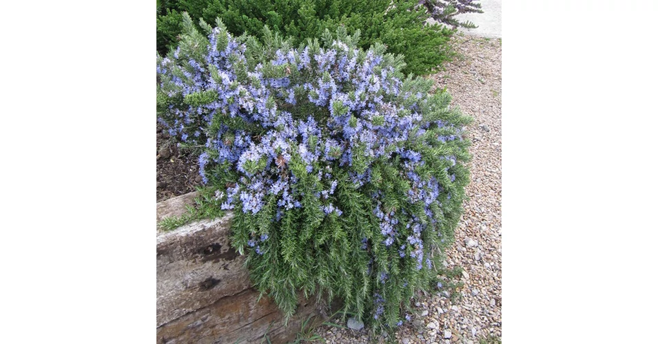 Rosmarinus Officinalis Boule Rozmaring rendelés